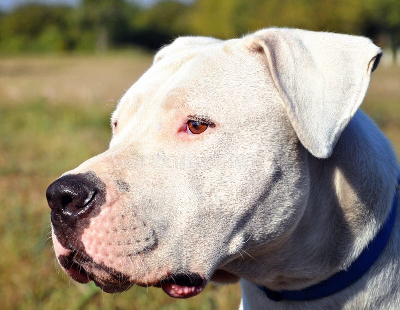 Argentinian Dog / Dogo Argentino Stock Image - Image of protected, eyes ...