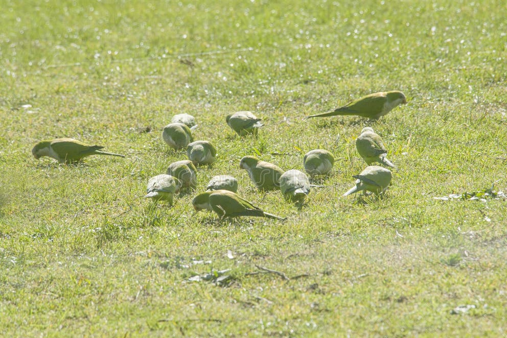 Argentinian Parrots Perched on the Field Stock Photo - Image of field ...