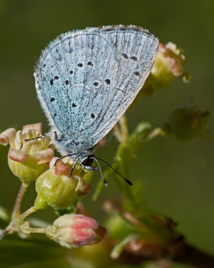 Larva Da Borboleta, Argiolus De Celastrina Foto de Stock - Imagem de ...