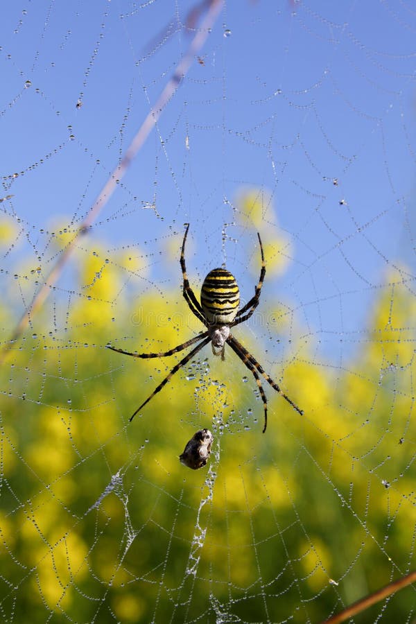 Argiope stock photo. Image of caught, insect, camouflage - 25453532