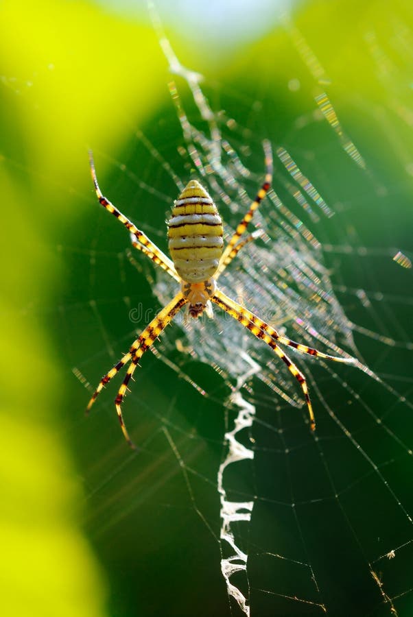 Argiope Aemula or Oval Cross Spider on Web Stock Photo - Image of india ...