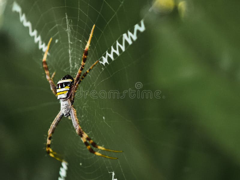 Argiope Anasuja Spider Web on Green Stock Photo - Image of nature ...