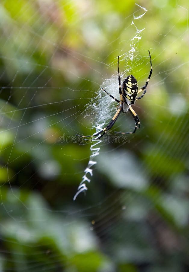 Argiope Aurantia Spider In Web Stock Photo - Image of predator, legs ...