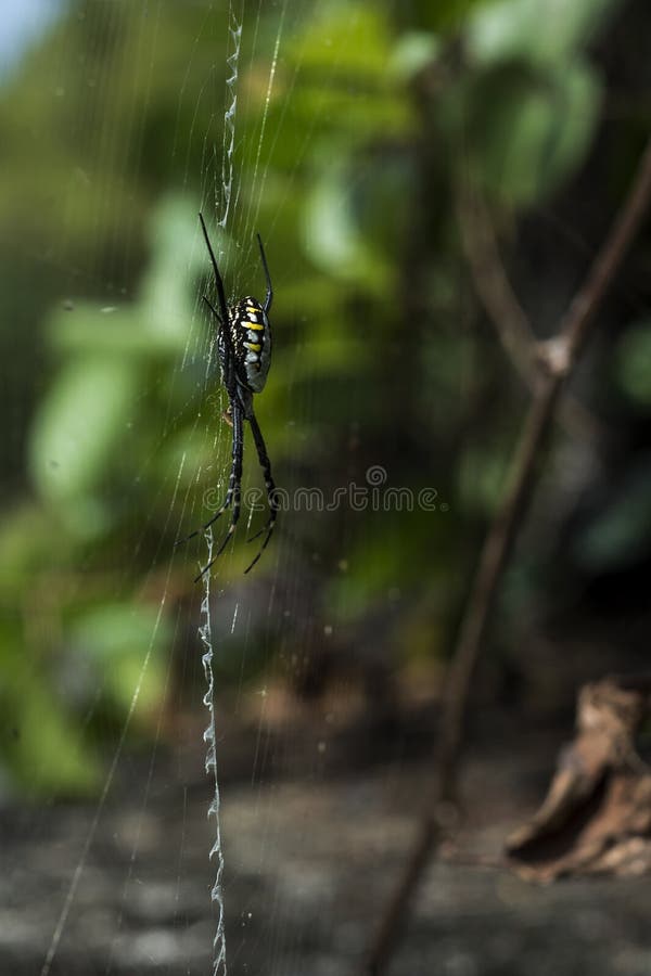 Argiope Aurantia, Yellow Garden Spider Stock Image - Image of arthropod ...