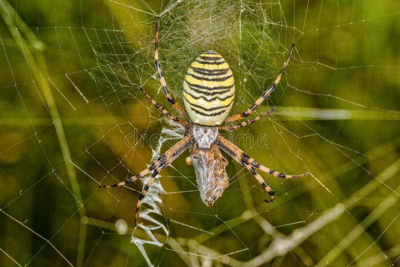 Argiope Bruennichi, Vespa Nera E Gialla, Ragno Di Vespa Sulla Ragnatela ...