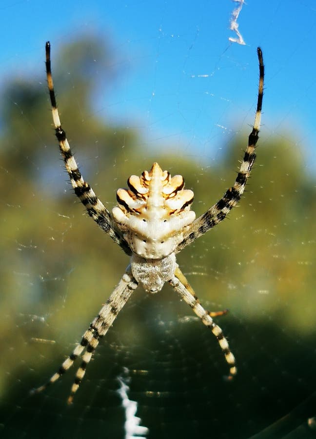 Argiope lobata spider imagen de archivo. Imagen de insecto - 223973451