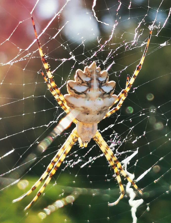 Argiope lobata Spider stock photo. Image of spider, thorns - 223973440