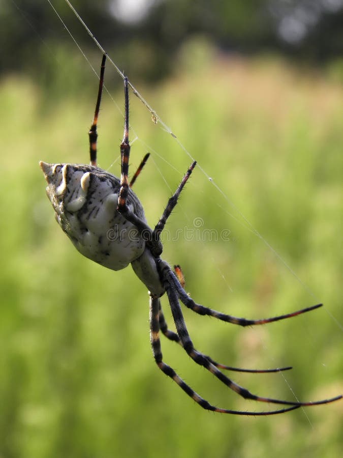 Argiope Lobata Spider from Side View Stock Image - Image of macro ...