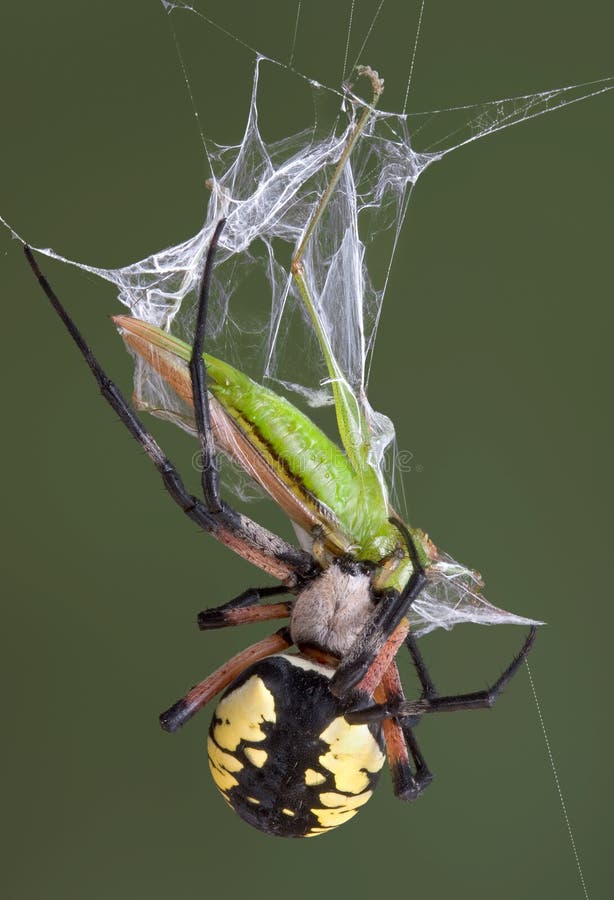 Spider wrapping hopper stock photo. Image of fang, invertebrate - 10858976