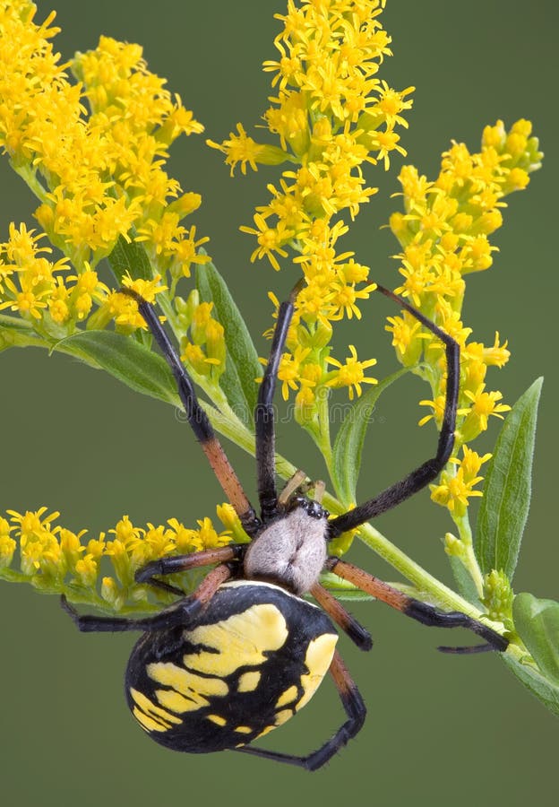 Argiope Spider on Goldenrod Stock Image - Image of nature, scary: 10741941