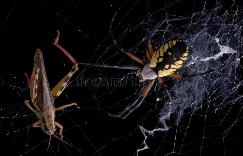 Argiope spider and hopper stock image. Image of nature - 10974489