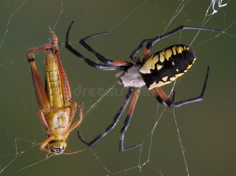 Argiope Spider with Hopper in Web Stock Photo - Image of predator ...