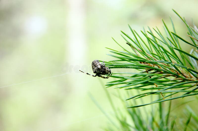 Spider web on pine stock image. Image of bubble, colors - 59337011