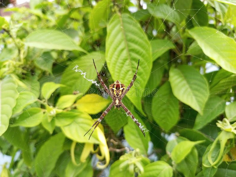 Argiope Spider in Web with Distinctive Yellow Markings Stock Image ...