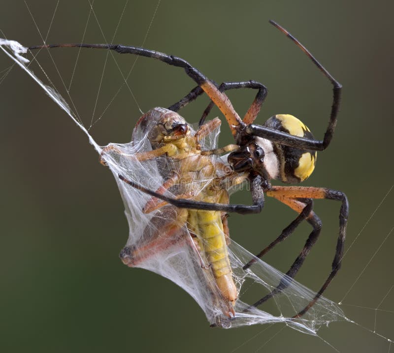 Spider wrapping hopper stock photo. Image of fang, invertebrate - 10858976