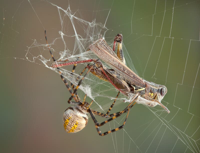 Spider wrapping hopper stock photo. Image of fang, invertebrate - 10858976