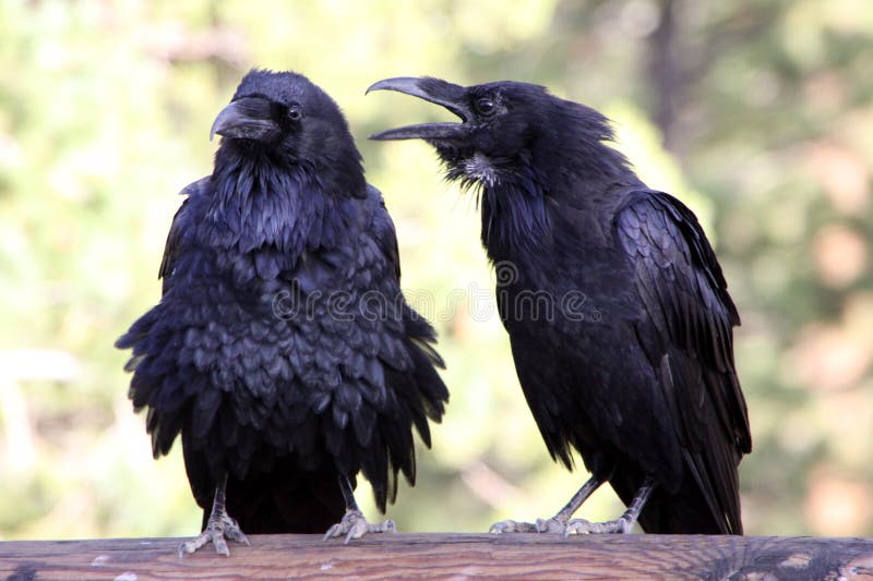 Arguing birds stock image. Image of bryce, park, fence - 12203721