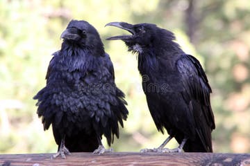 Arguing birds stock image. Image of bryce, park, fence - 12203721