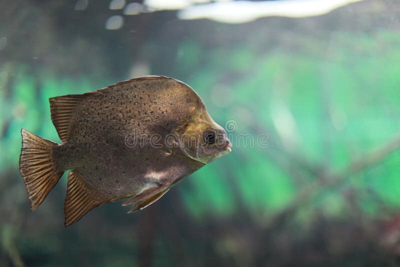 Argus fish 1 stock image. Image of insect, life, nature - 2613175