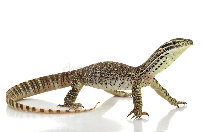 Argus Monitor Lizard stock image. Image of species, animal - 7959775