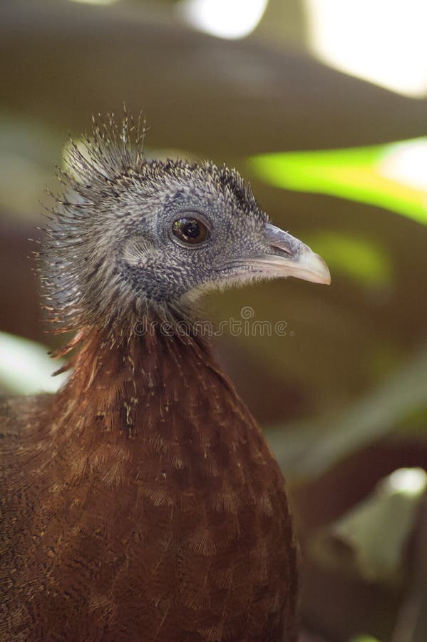 167 Argus Pheasant Stock Photos - Free & Royalty-Free Stock Photos from ...