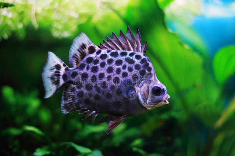Argus Scatophagus stock photo. Image of aquarium, aquatic - 28565468