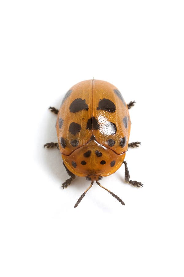 Argus Tortoise Beetle Stock Photos - Free & Royalty-Free Stock Photos ...