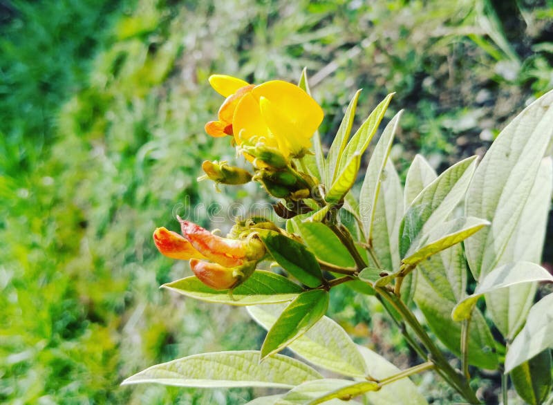 Arhar Pulse Or Pegeon Pea Legume Stock Photo - Image of culinary, cajan ...