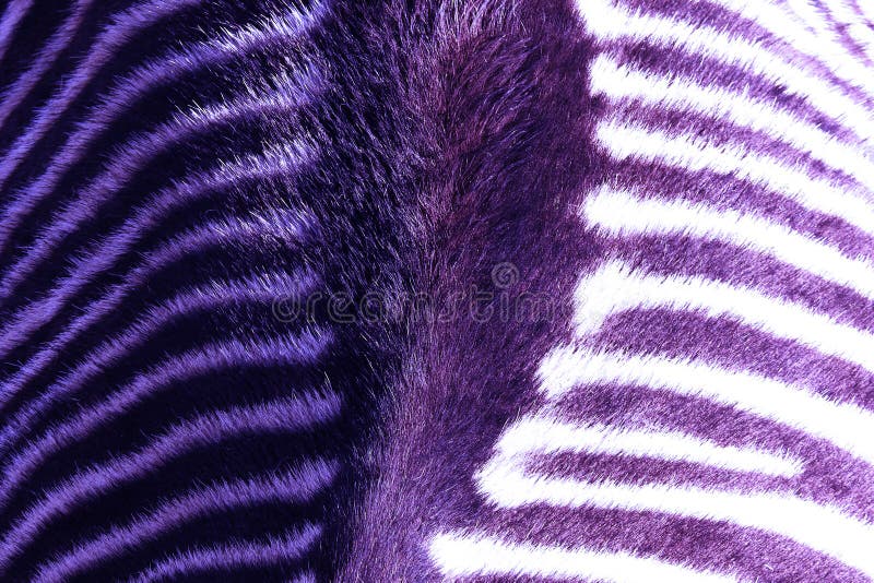 Arial Close Up View of a Zebra`s Back Stock Image - Image of shade ...
