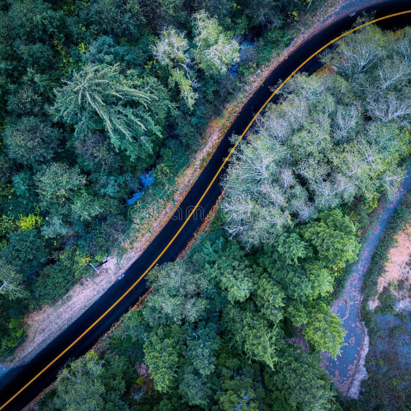 Arial Shot of the Diagonal Highway Surrounded by Massive Green Trees ...