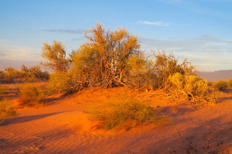 Arid desert bush stock image. Image of beautiful, land - 83470013