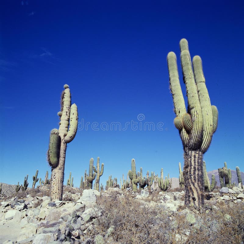 Arid Desert Cactus Desert with Mountain Jujuy Argentina Stock Image ...