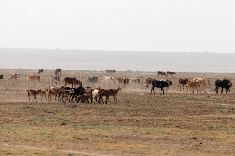 Dry plain with livestock stock image. Image of cattle - 113756419