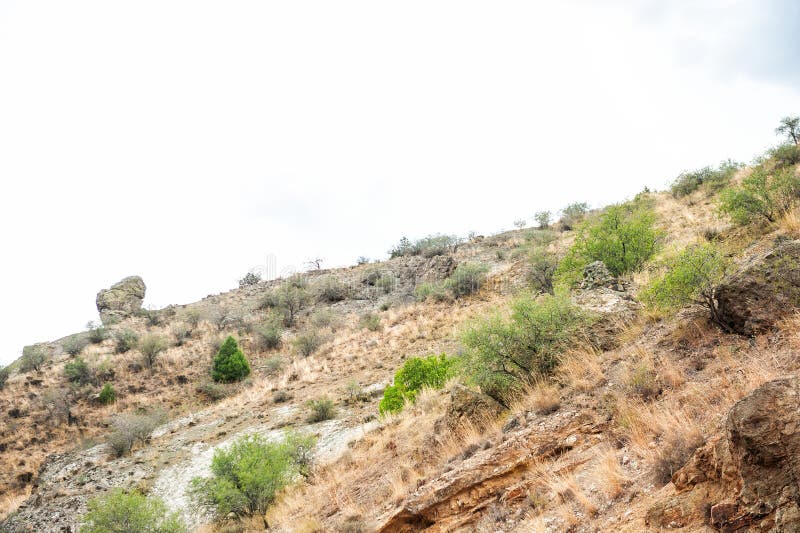 An Arid Hillside with Sparse Vegetation and a Single Green Tree ...