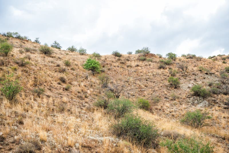 An Arid Hillside with Sparse Vegetation and a Single Green Tree ...