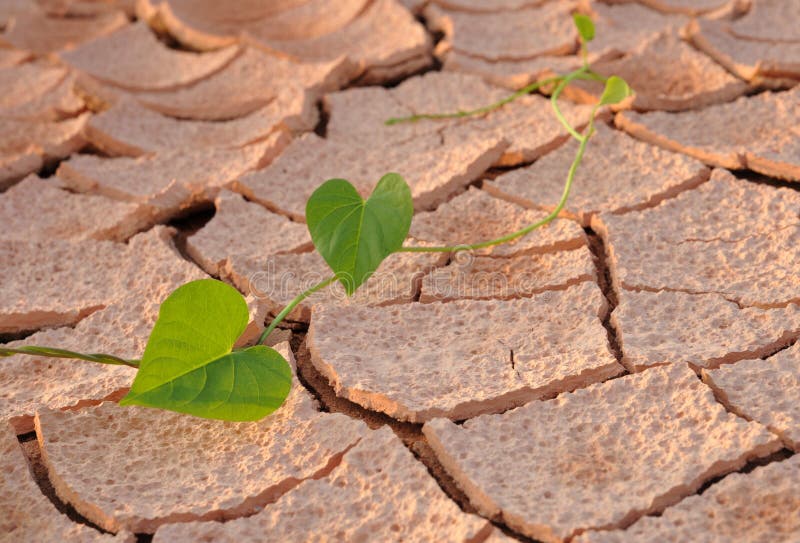 Arid land stock photo. Image of leaves, dirty, heat, conservation ...