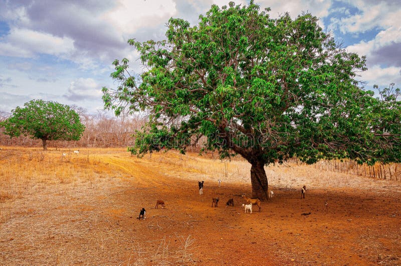 Arid Land with Two Large Trees Providing Shade Stock Photo - Image of ...