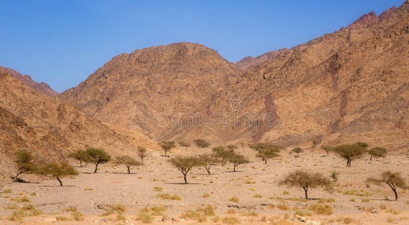 Dry wilderness stock photo. Image of soil, colors, desert - 350190414
