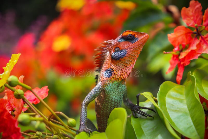 Arid Lizard in the Flower Garden Stock Photo - Image of flowers ...
