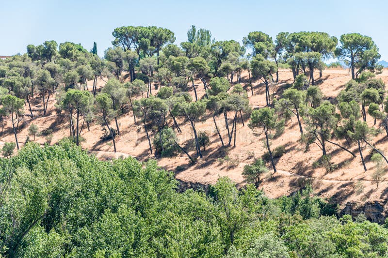 Arid Mediterranean Pine Forest Stock Image - Image of spain, stone: 296720759