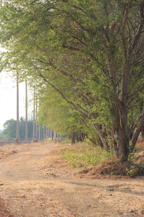 Arid path leading stock image. Image of tree, light, northern - 52336985