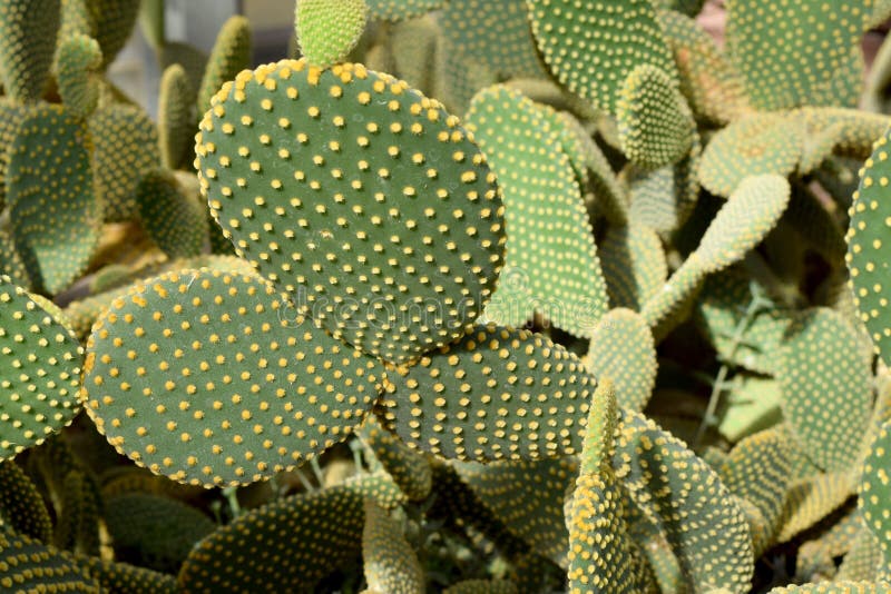 Opuntia Microdasys Cactus in Botanical Garden Stock Image - Image of ...
