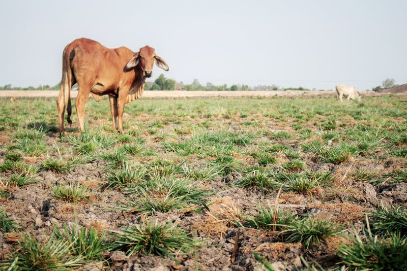 Arid soil and cow. stock photo. Image of field, dust - 119760376