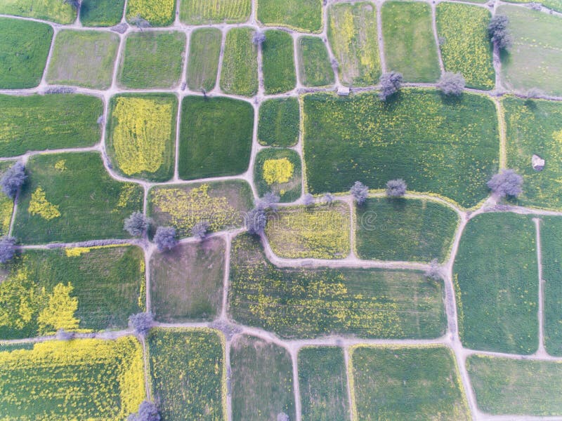 Ariel Auffassung Von Senf- Und Weizenfeldern Stockfoto - Bild von ...
