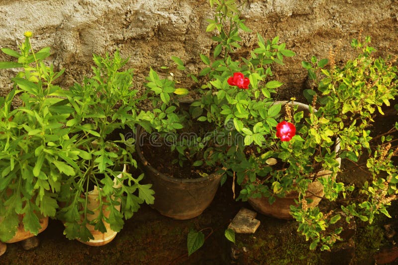 Gamla Red Roses Latest Stock Photos - Free & Royalty-Free Stock Photos ...