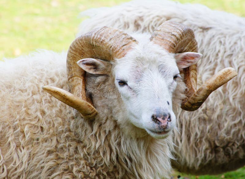 A ram with nice horns stock photo. Image of dutch, long - 16013472