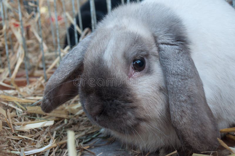 Aries rabbit in cage stock photo. Image of easter, mammal - 91559872
