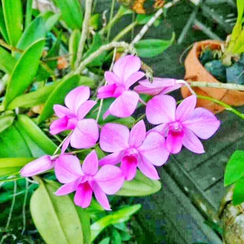 Arindang Stock Photos - Free & Royalty-Free Stock Photos from Dreamstime