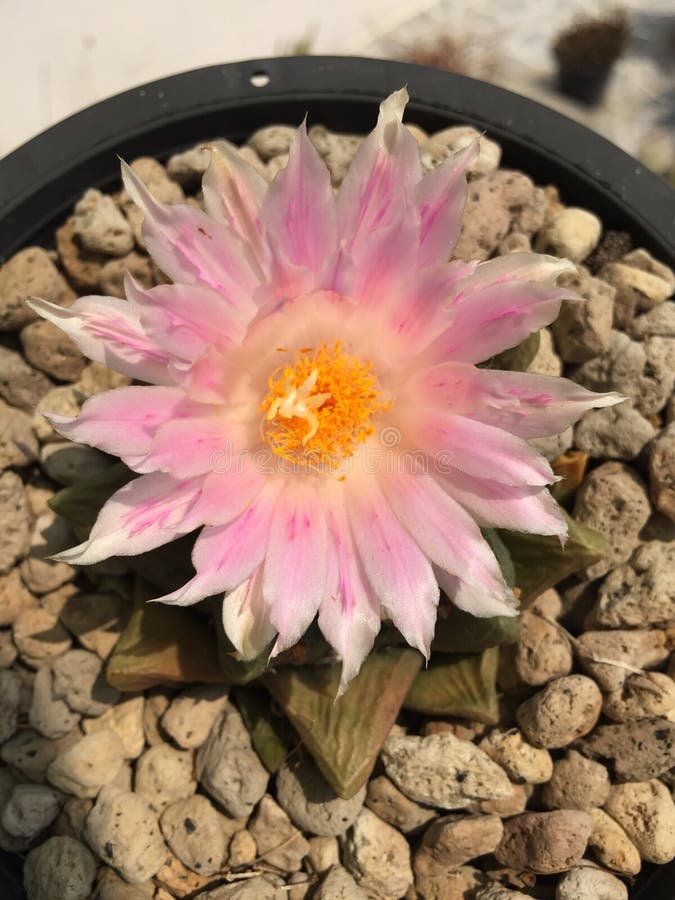 Ariocarpus stock photo. Image of flower, living, ariocarpus - 67664842