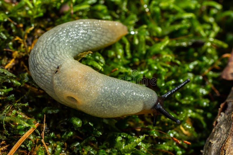 Arion Intermedius Slug Animal Macro Photography Stock Image - Image of ...